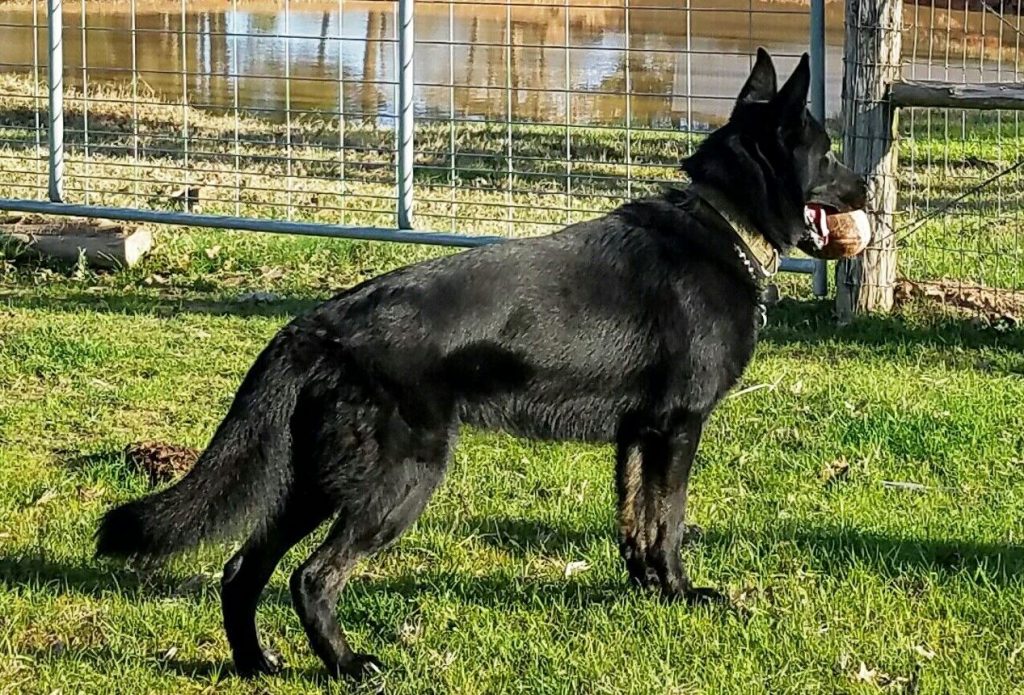 5 Different Types Of German Shepherd Breed & Their Features