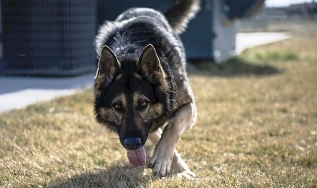 5 Different Types Of German Shepherd Breed & Their Features