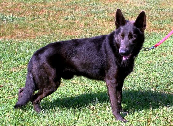 5 Different Types Of German Shepherd Breed & Their Features