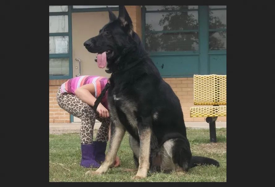 20+ Top German Shepherd Breeders In United States (US)