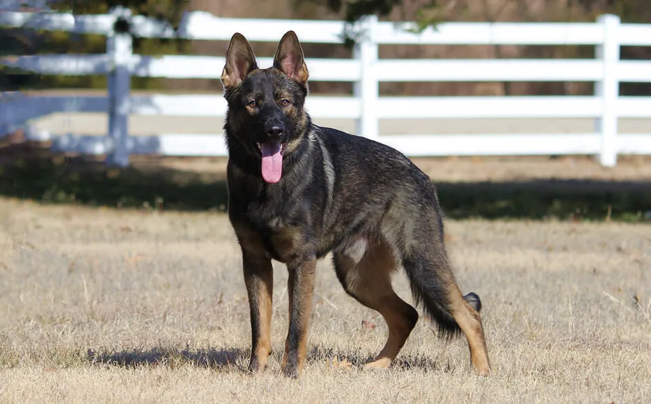 20+ Top German Shepherd Breeders In United States (US)