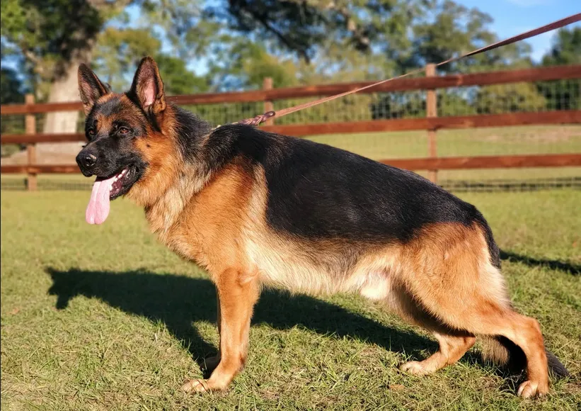 20+ Top German Shepherd Breeders In United States (US)