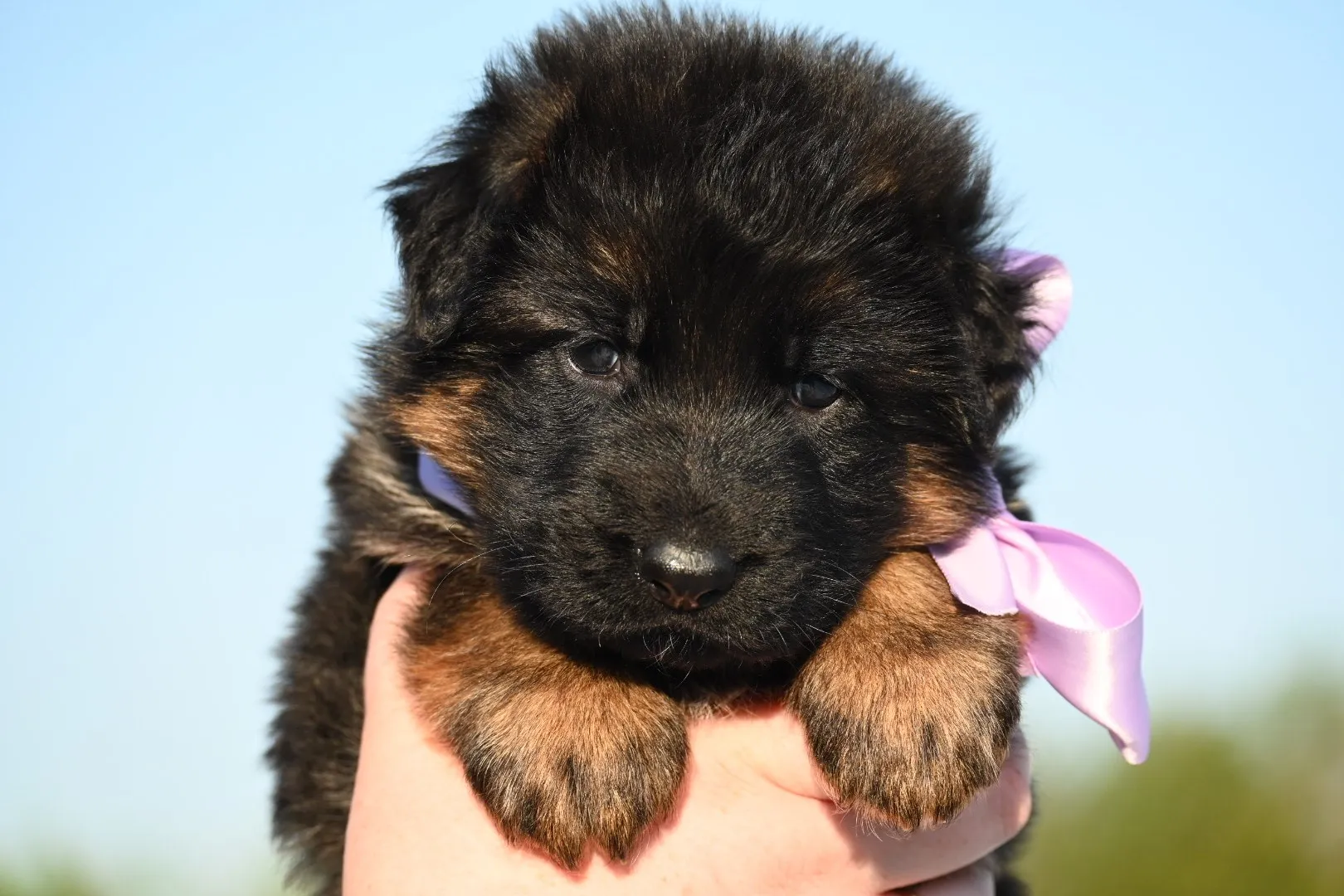 20+ Top German Shepherd Breeders In United States (US)