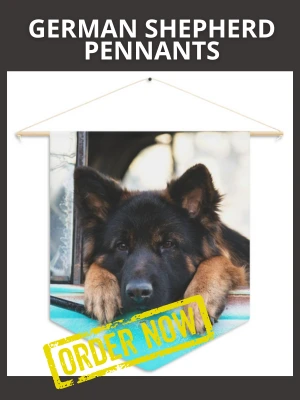 5 Different Types Of German Shepherd Breeds & Their Features