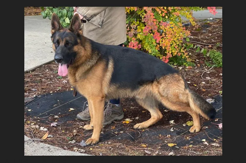 20+ Top German Shepherd Breeders In United States (US)