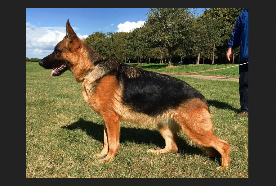 20+ Top German Shepherd Breeders In United States (US)