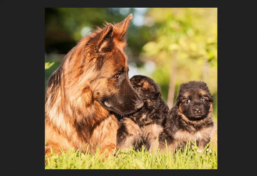 20+ Top German Shepherd Breeders In United States (US)