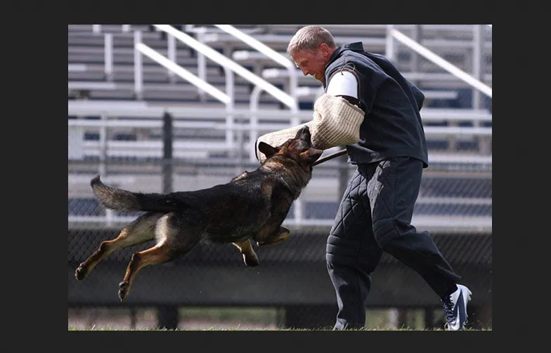 20+ Top German Shepherd Breeders In United States (US)