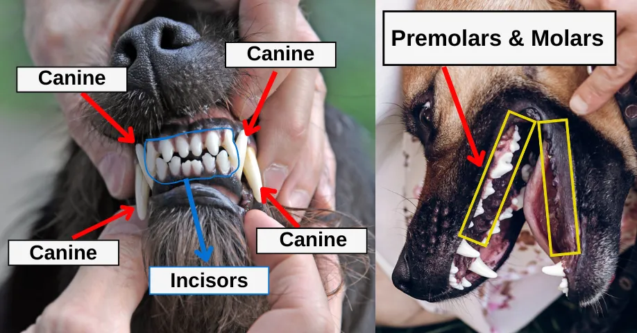 How To Determine The Age Of German Shepherd Puppy Or Dog