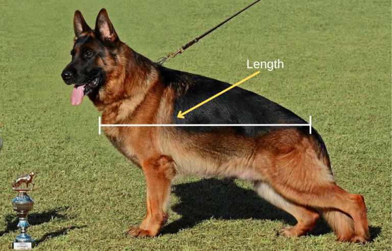 How to Measure Height & Length of a German Shepherd